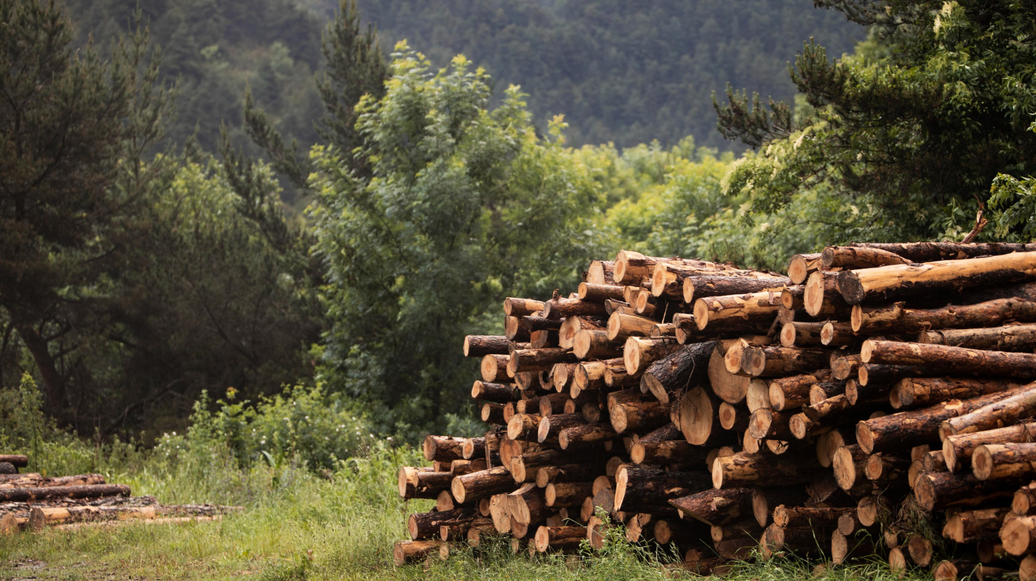 O que é manejo florestal sustentável e como a mecanização contribui ...